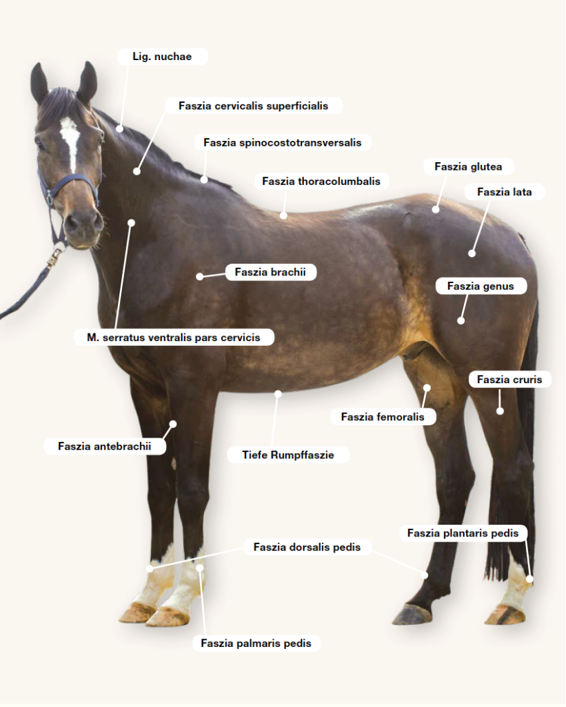 Faszination Faszien : Feine Hilfen